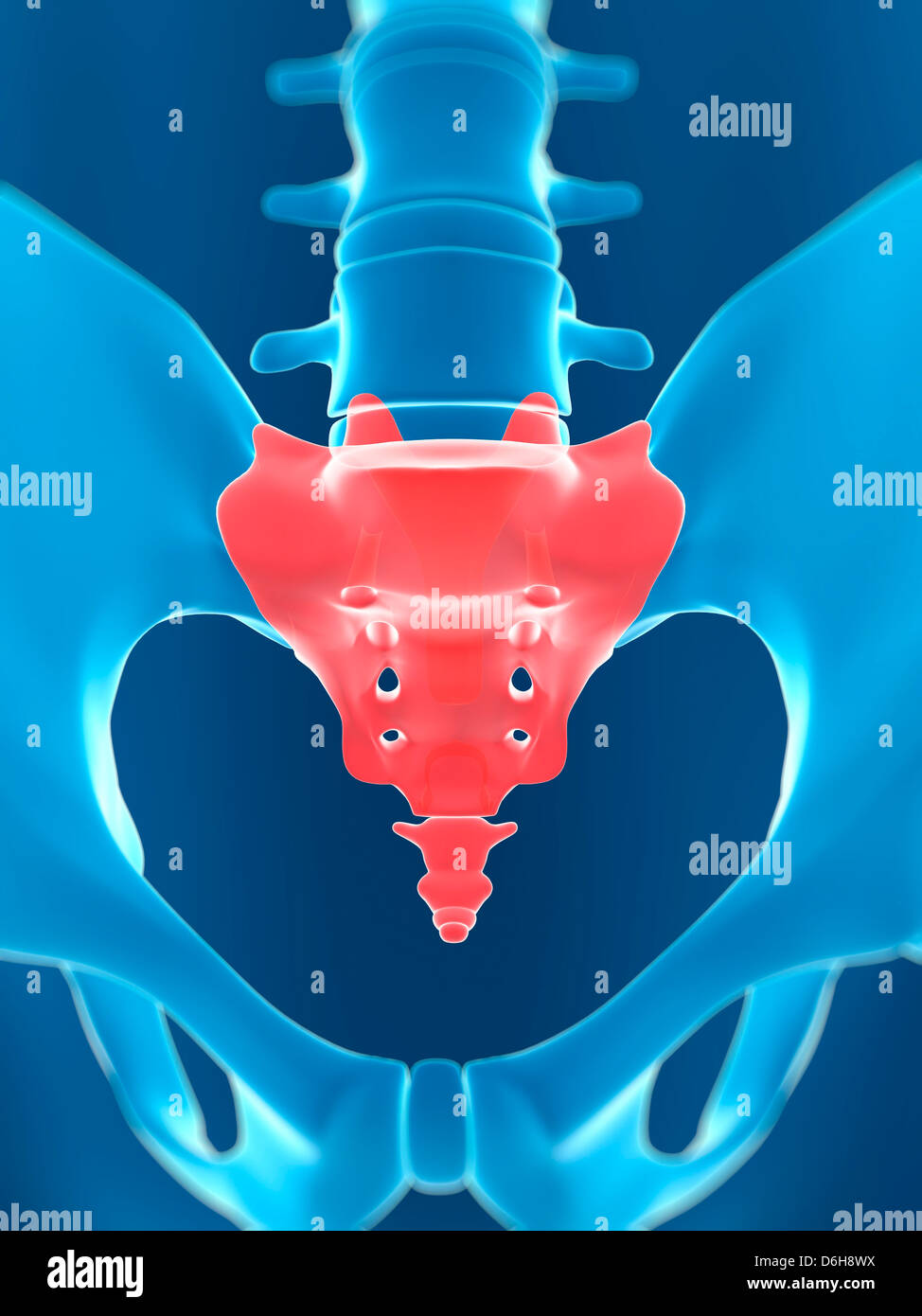 Sacrum Bone High Resolution Stock Photography and Images - Alamy