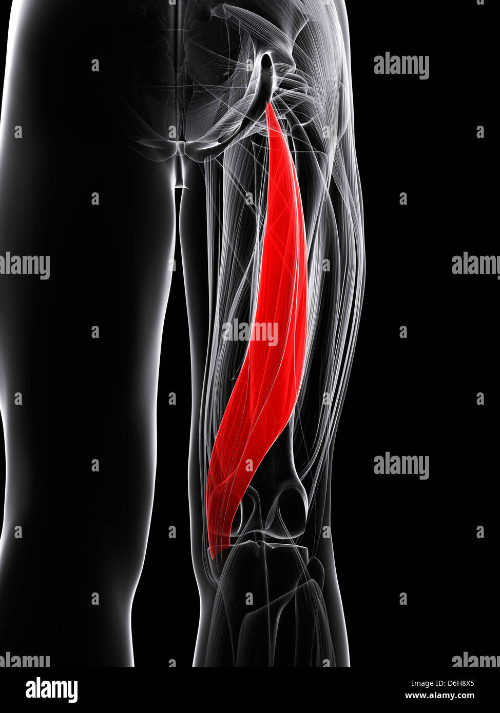 Leg muscle fibre hi-res stock photography and images - Alamy