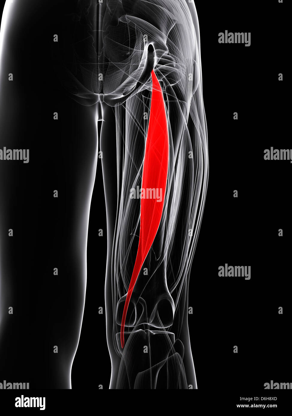 Thigh muscle, artwork Stock Photo - Alamy