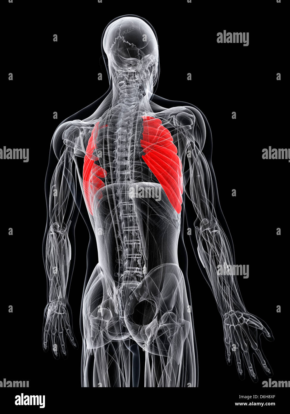 Back muscle, artwork Stock Photo - Alamy