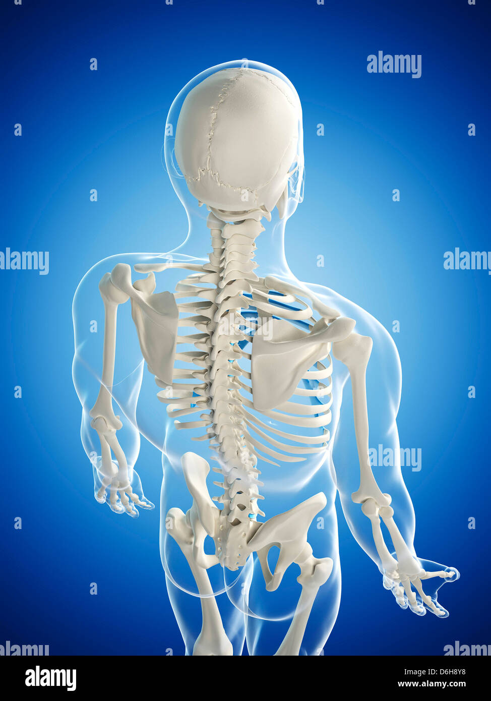 Male skeleton, artwork Stock Photo - Alamy