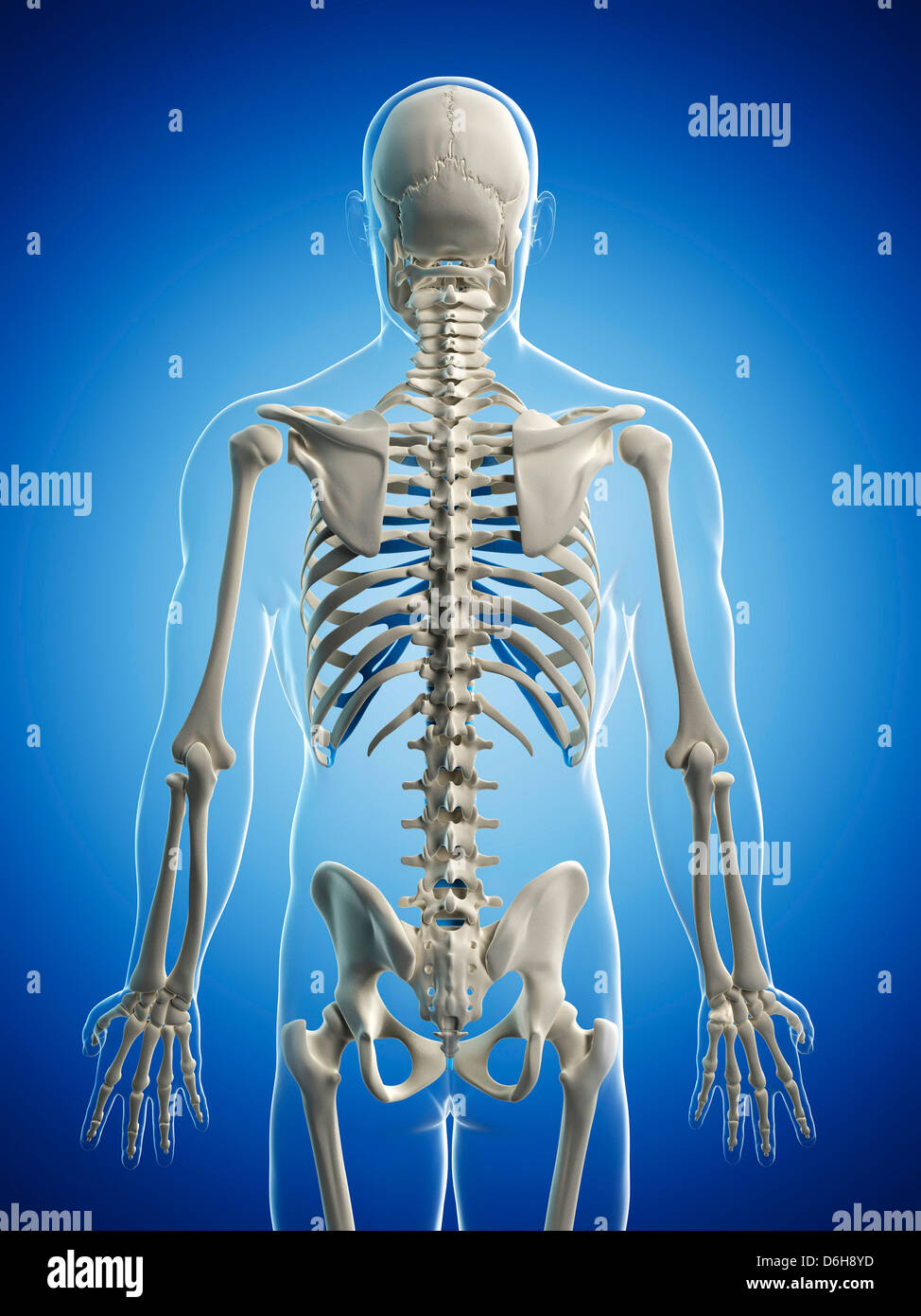 Male skeleton, artwork Stock Photo - Alamy