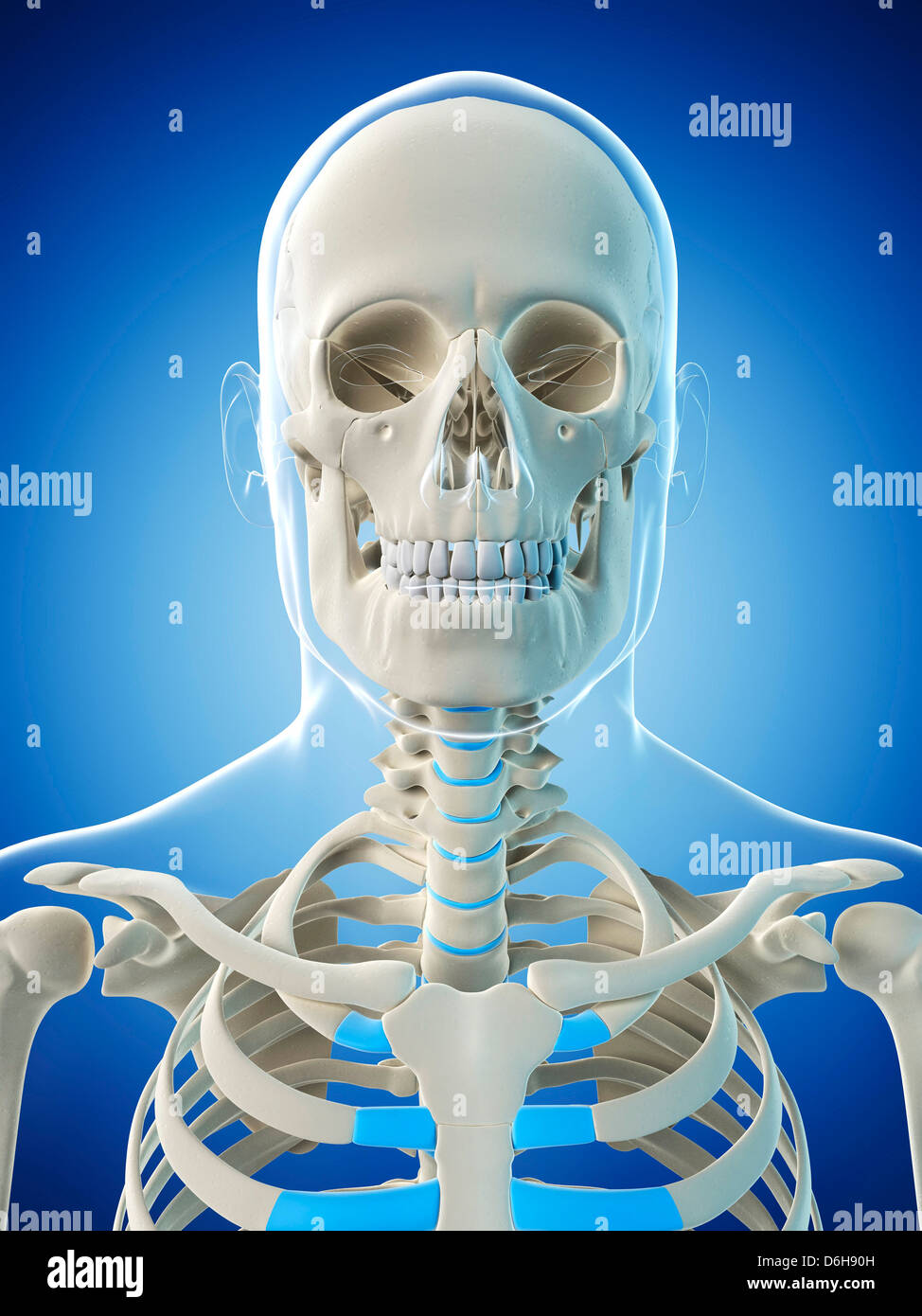 Male skeleton, artwork Stock Photo - Alamy