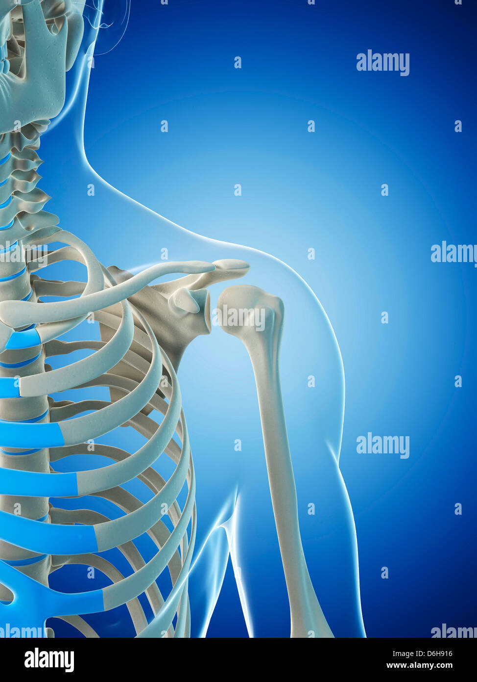 Male human skeleton hi-res stock photography and images - Alamy