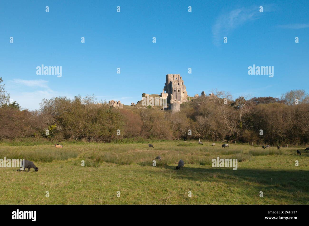 Sheep history uk hi-res stock photography and images - Alamy