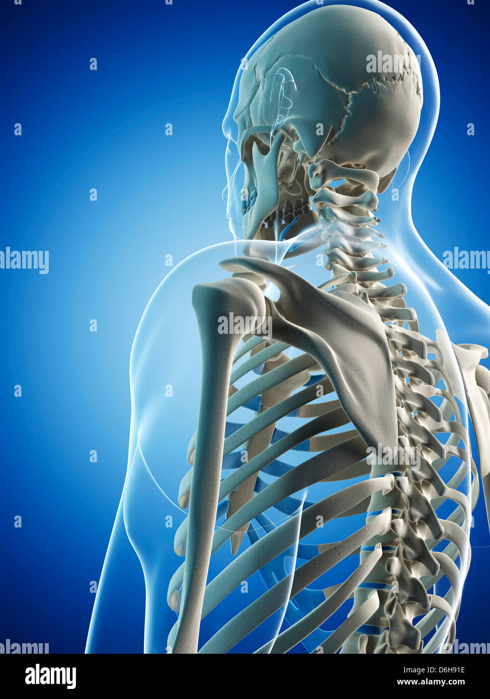 Male skeleton, artwork Stock Photo - Alamy