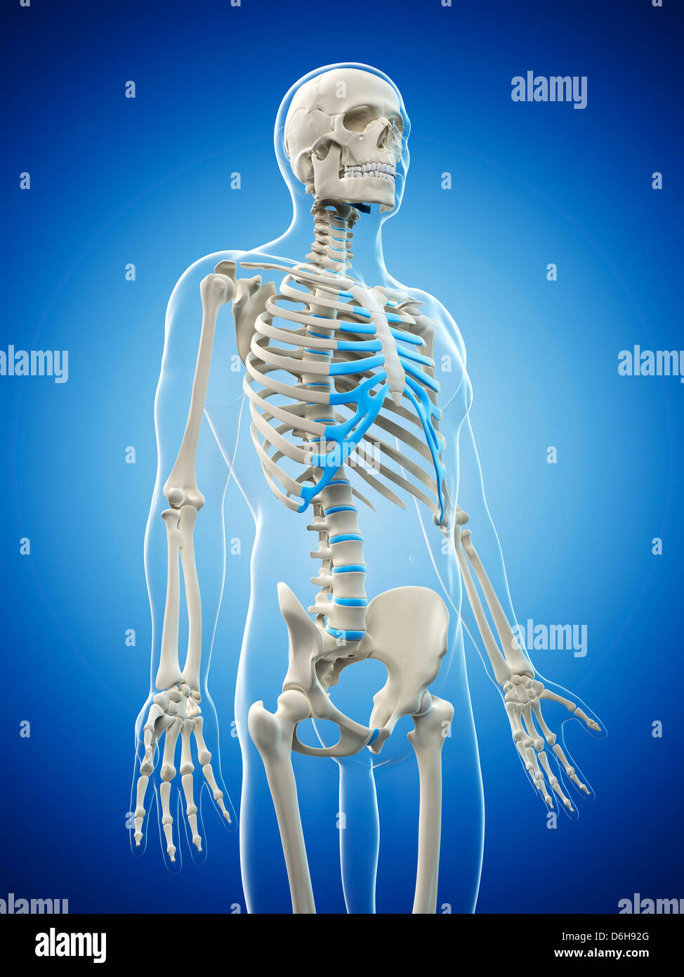 Male skeleton, artwork Stock Photo - Alamy