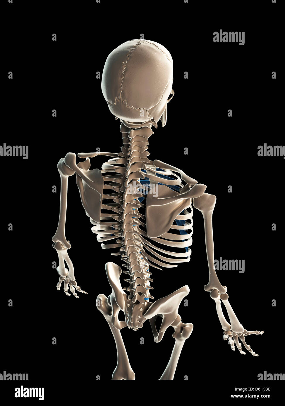 Male skeleton, artwork Stock Photo - Alamy