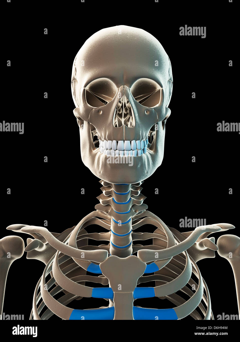 Male skeleton, artwork Stock Photo - Alamy