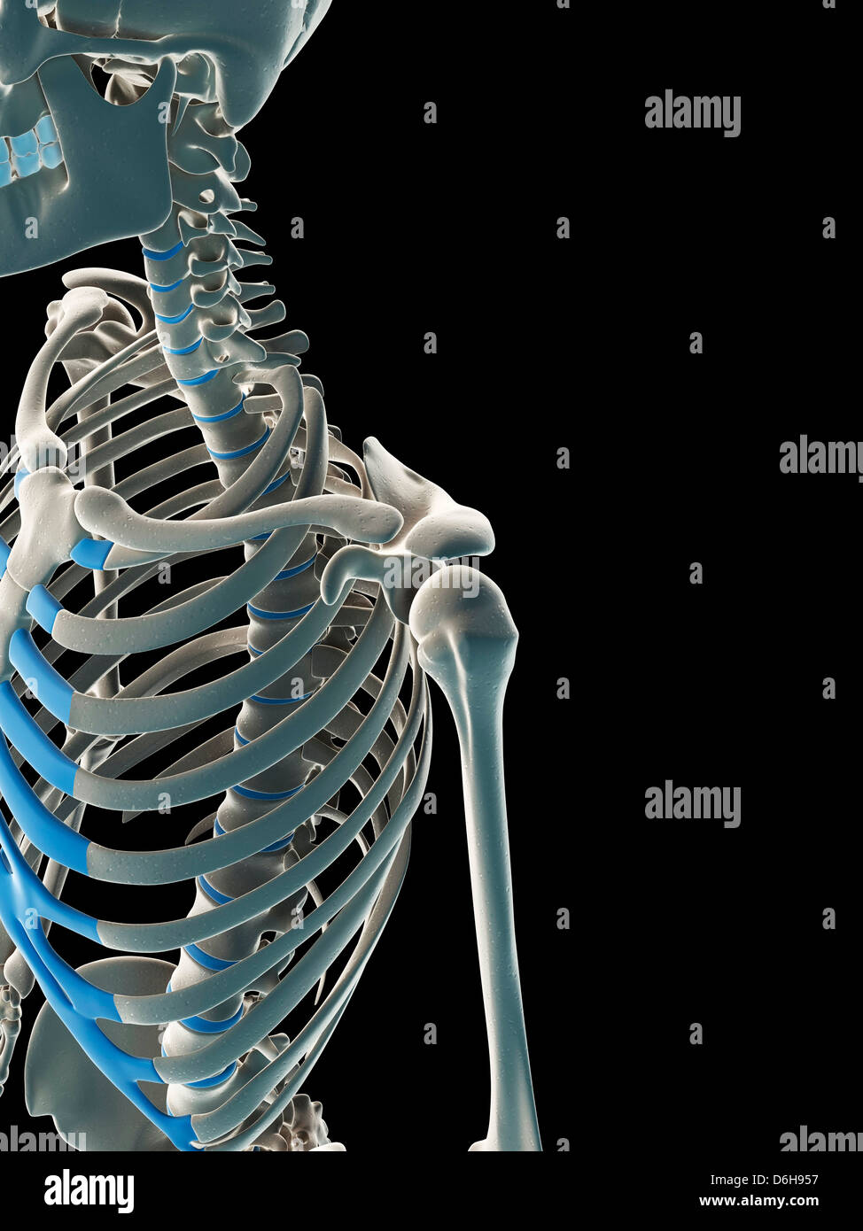Male skeleton, artwork Stock Photo - Alamy