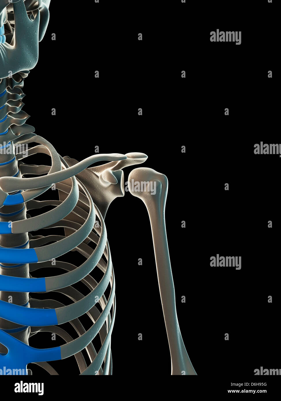 Male skeleton, artwork Stock Photo - Alamy