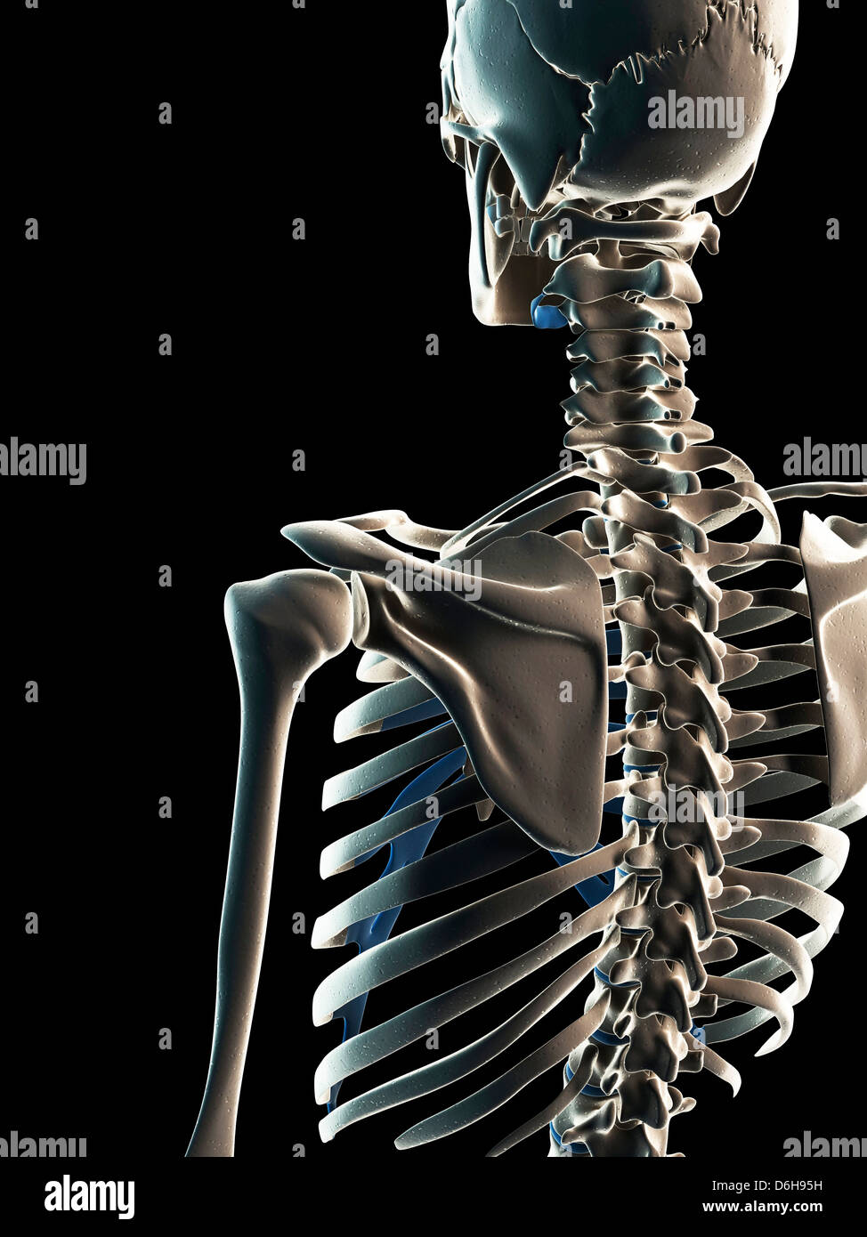 Male skeleton, artwork Stock Photo - Alamy