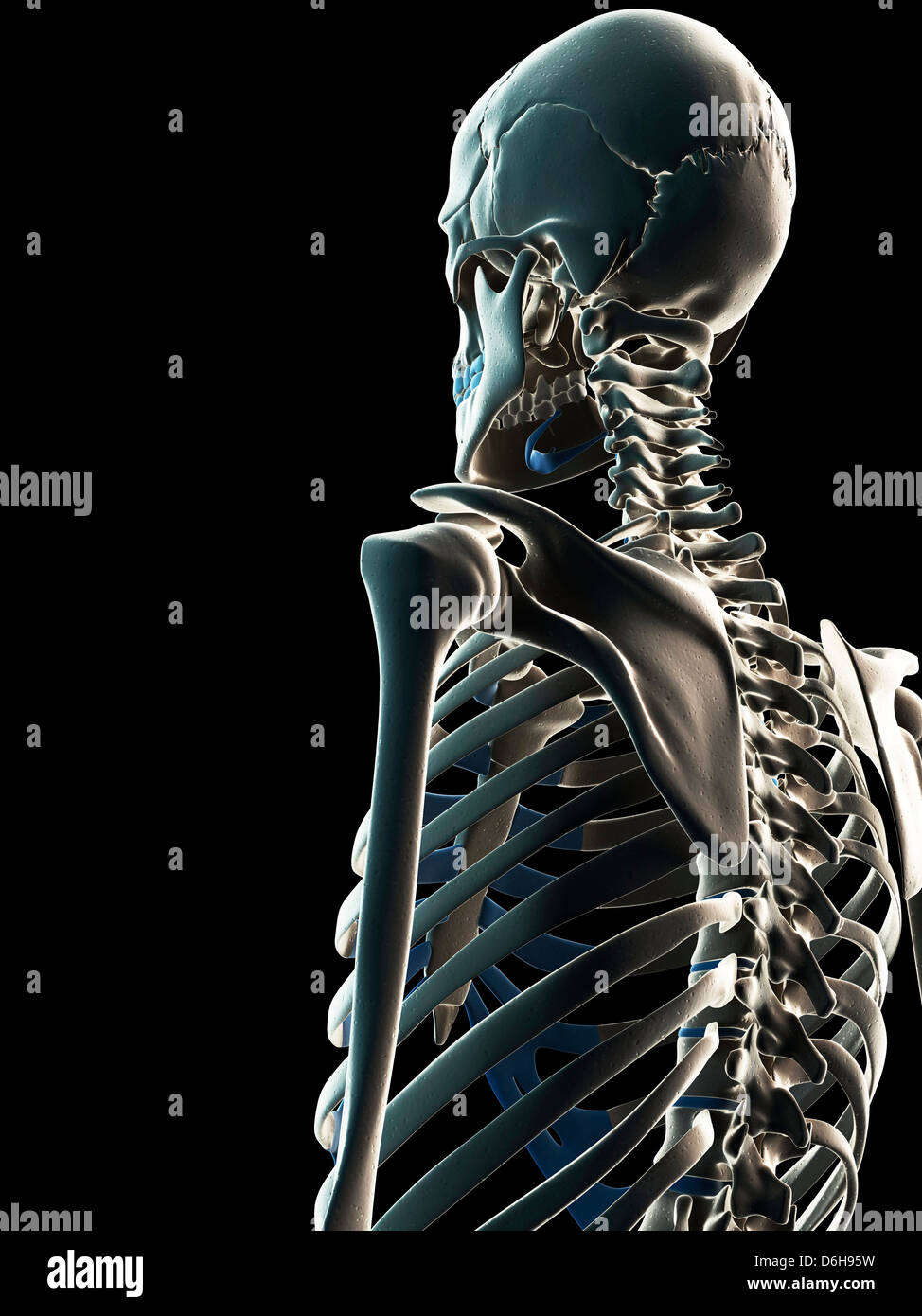 Male skeleton, artwork Stock Photo - Alamy