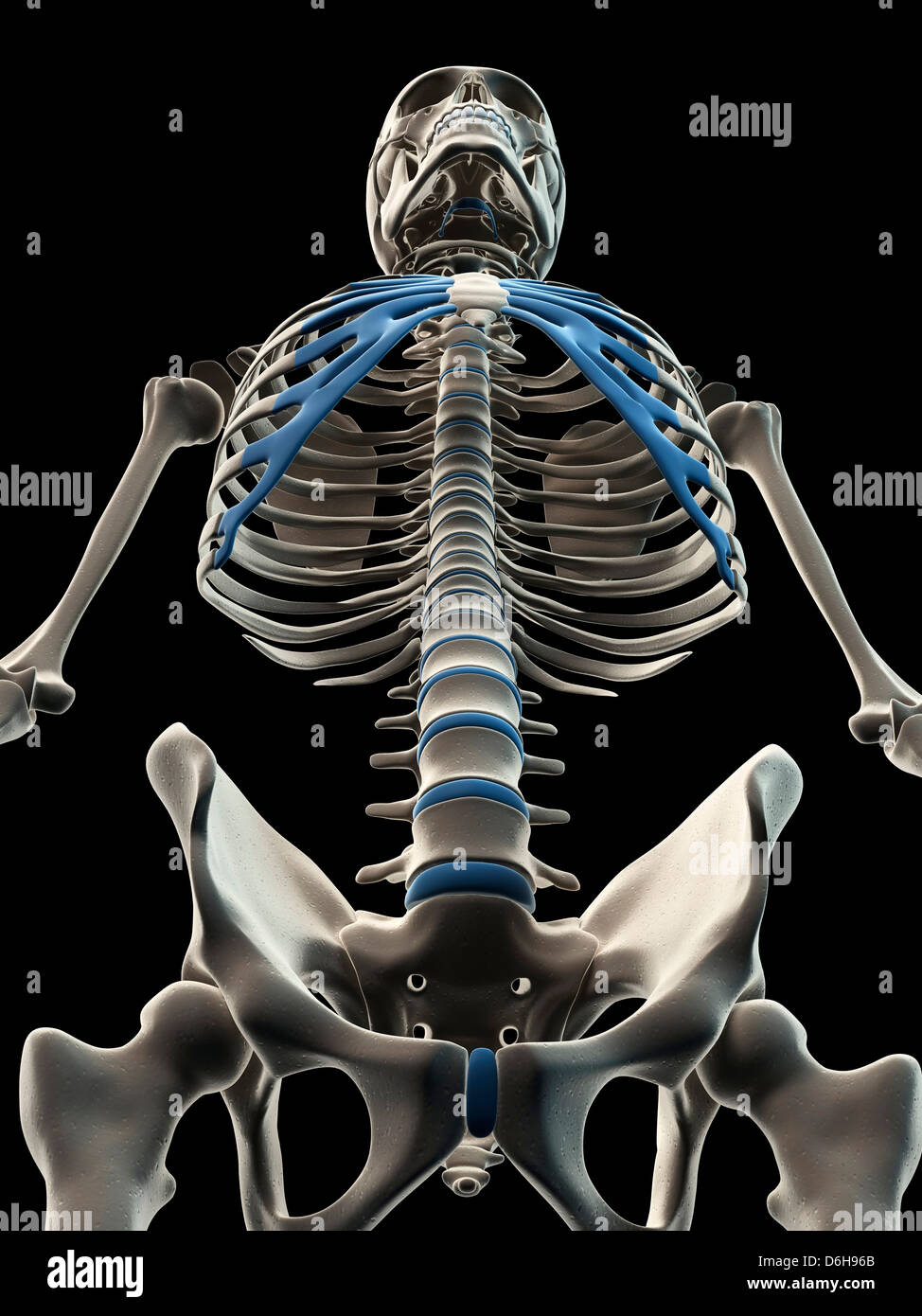 Male skeleton, artwork Stock Photo - Alamy