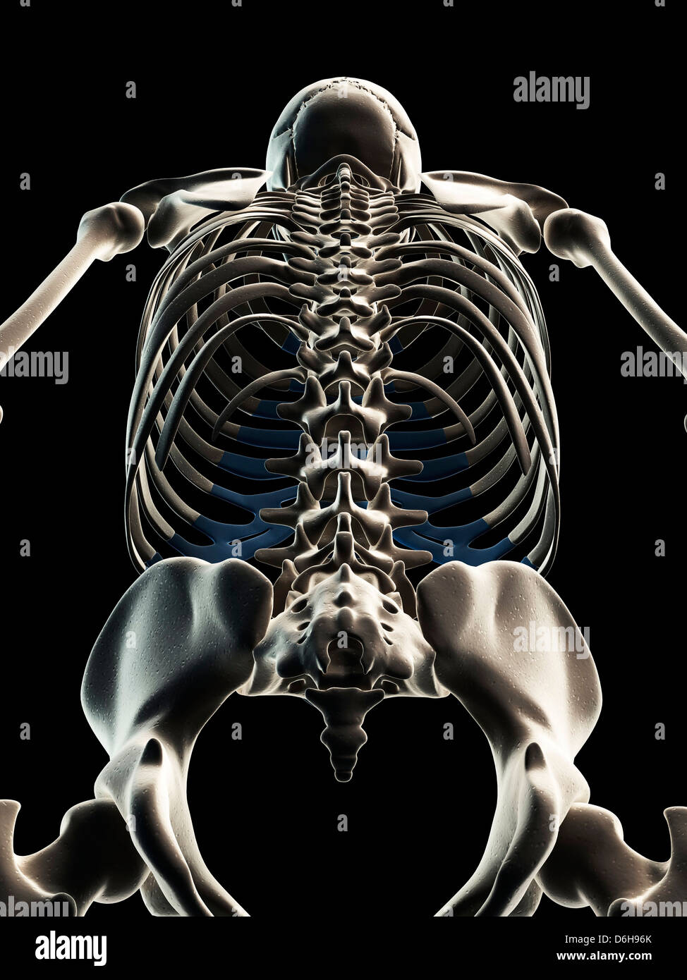 Male skeleton, artwork Stock Photo - Alamy