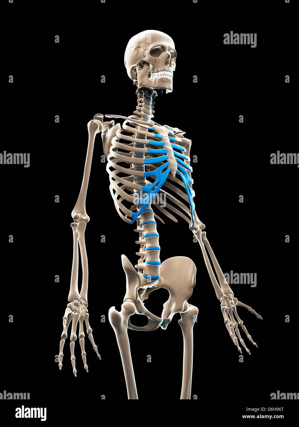 Male skeleton, artwork Stock Photo - Alamy
