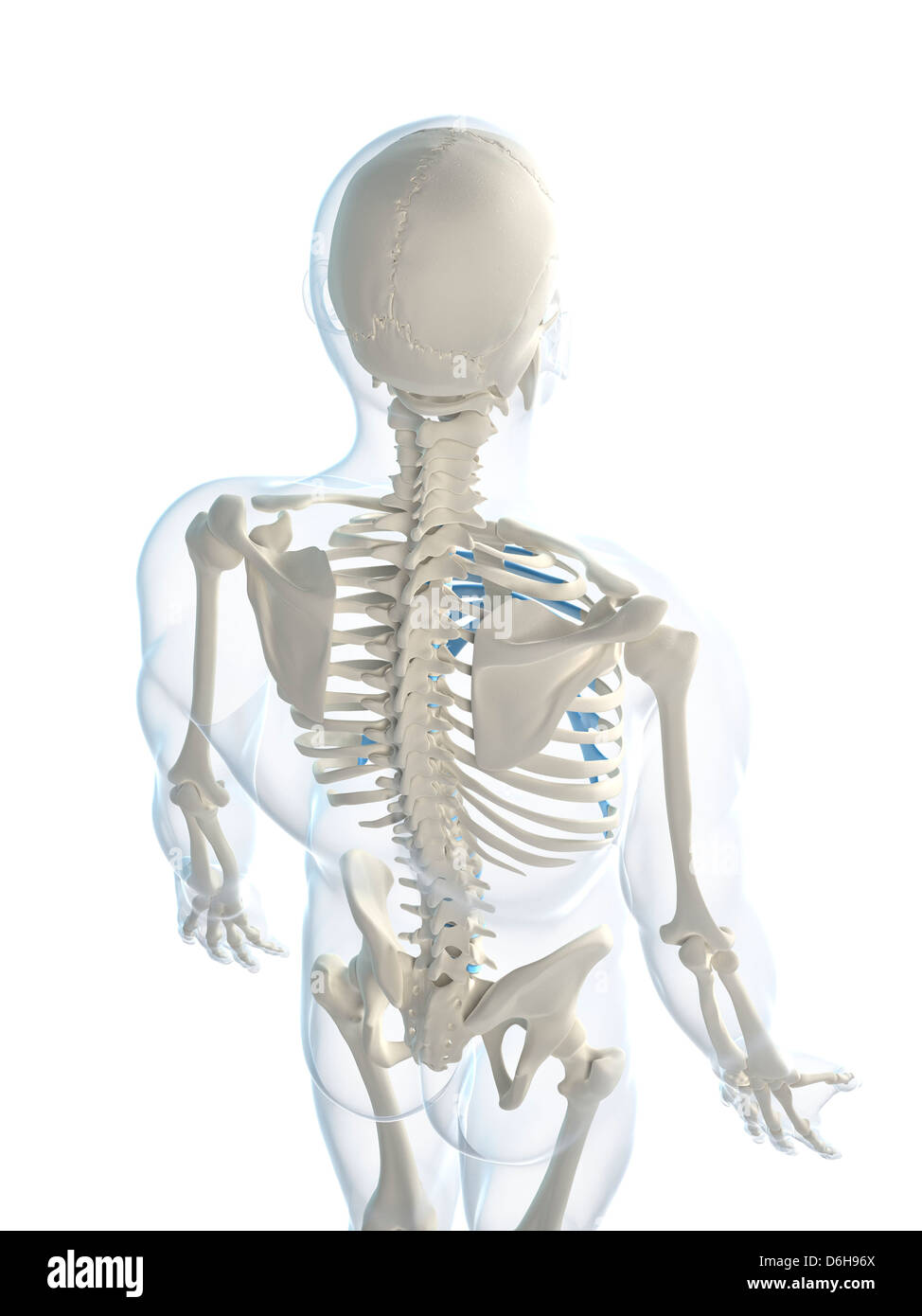 Male skeleton, artwork Stock Photo - Alamy