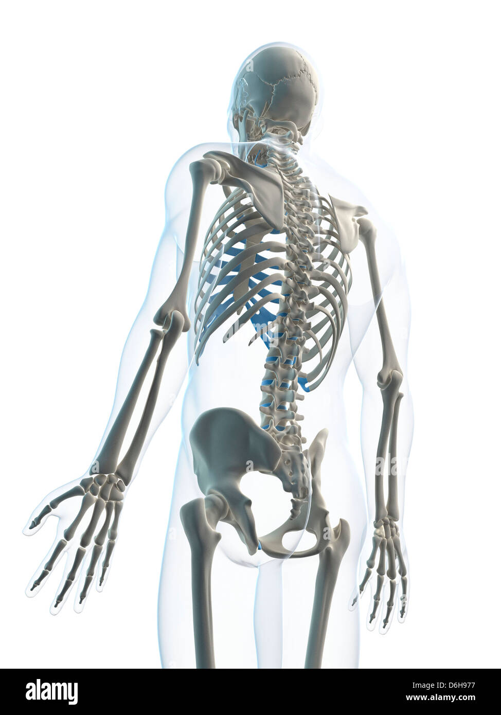 Male skeleton, artwork Stock Photo - Alamy