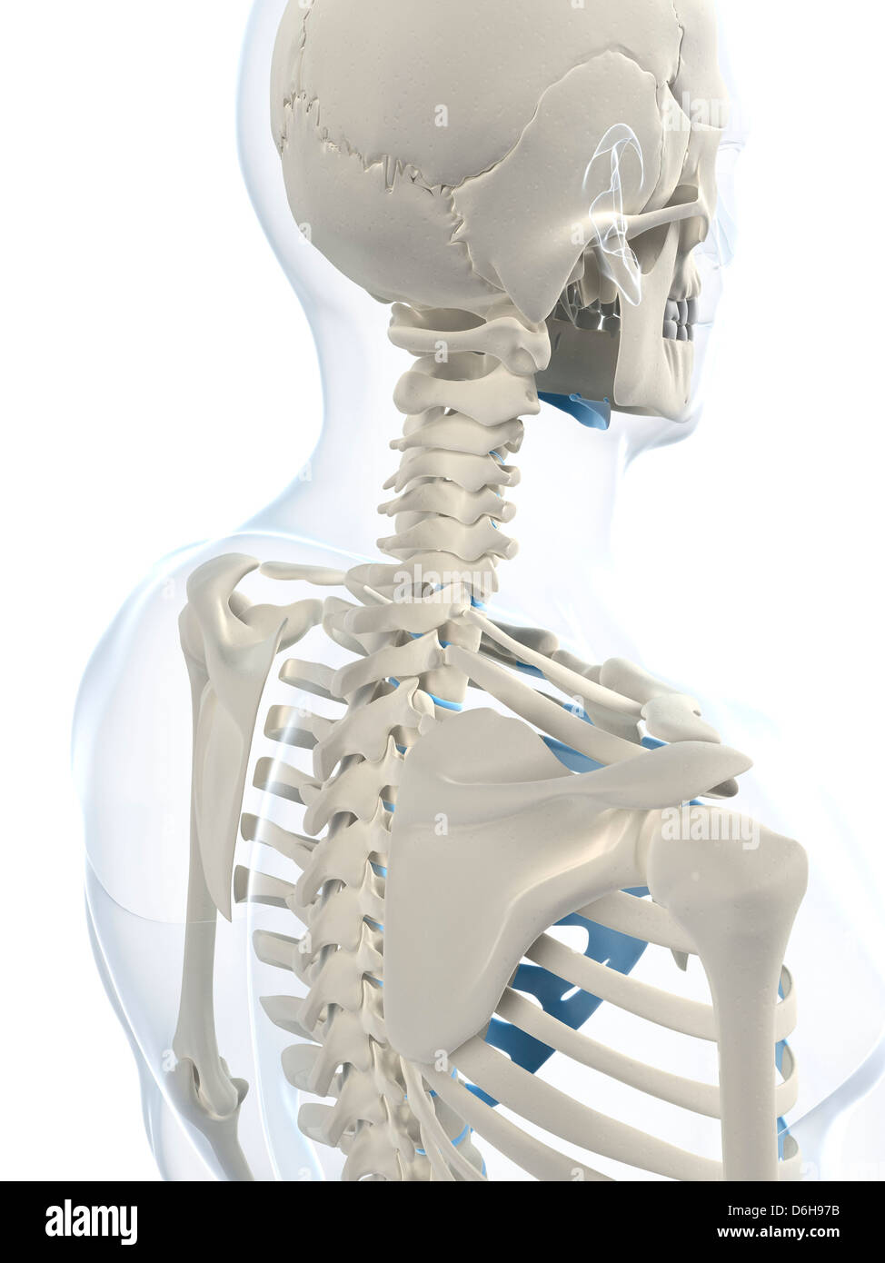 Male skeleton, artwork Stock Photo - Alamy