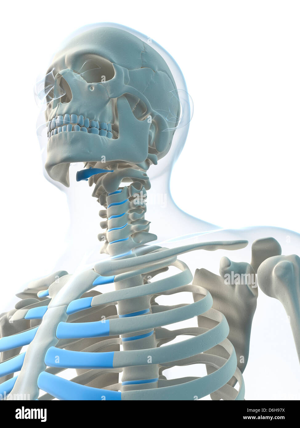 Male skeleton, artwork Stock Photo - Alamy