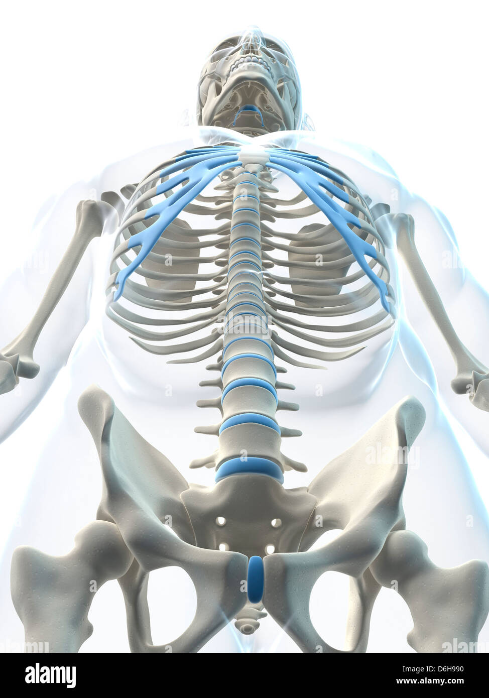 Male skeleton, artwork Stock Photo - Alamy