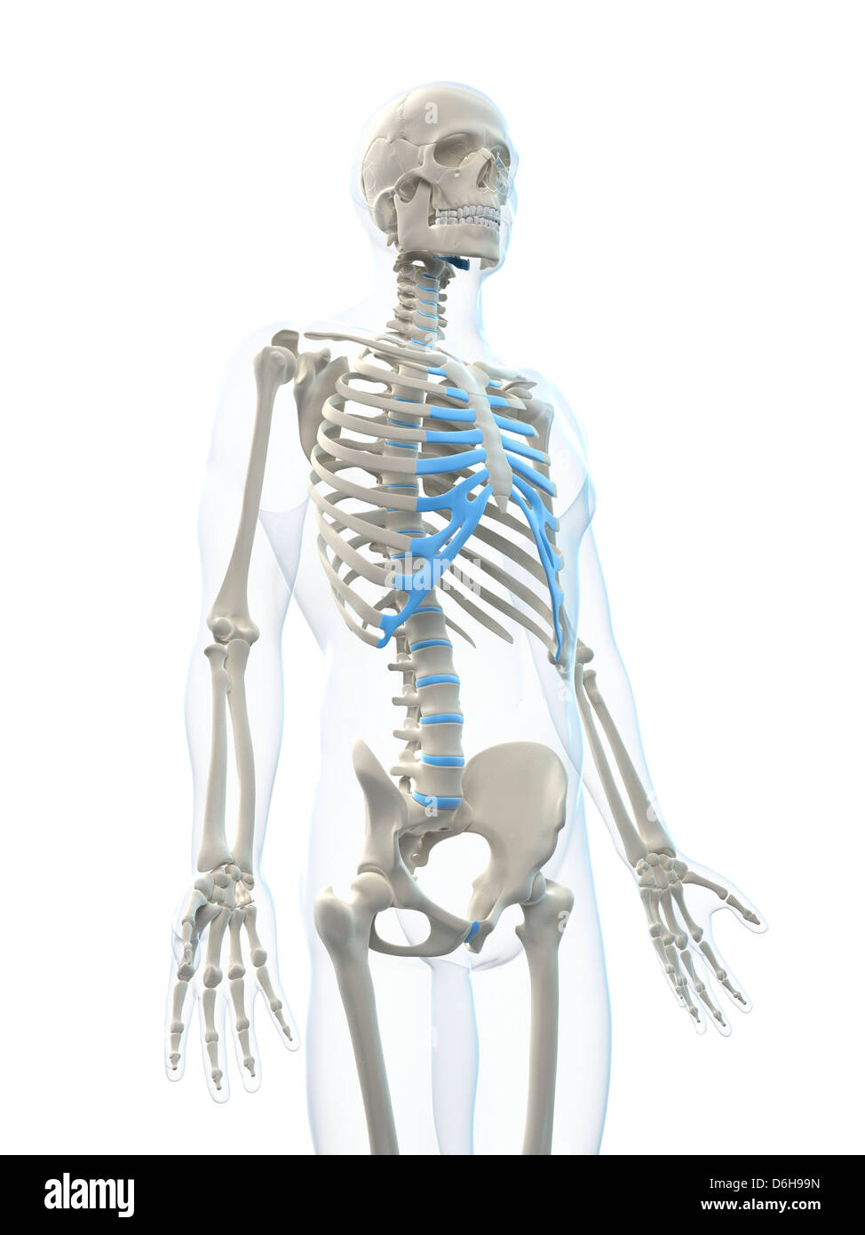 Male skeleton, artwork Stock Photo - Alamy