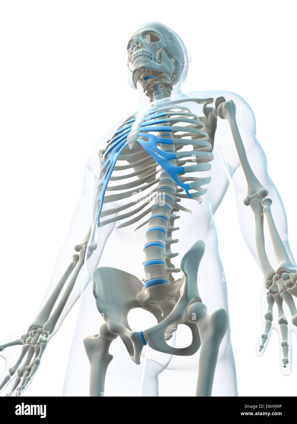 Male skeleton, artwork Stock Photo - Alamy