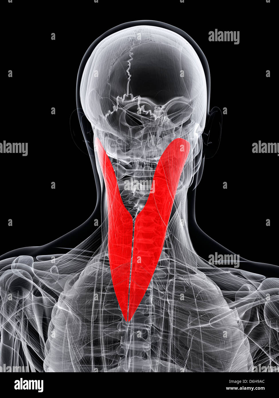 Splenius capitis muscle hi-res stock photography and images - Alamy