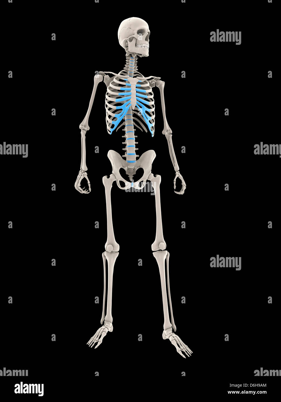 Male skeleton, artwork Stock Photo - Alamy