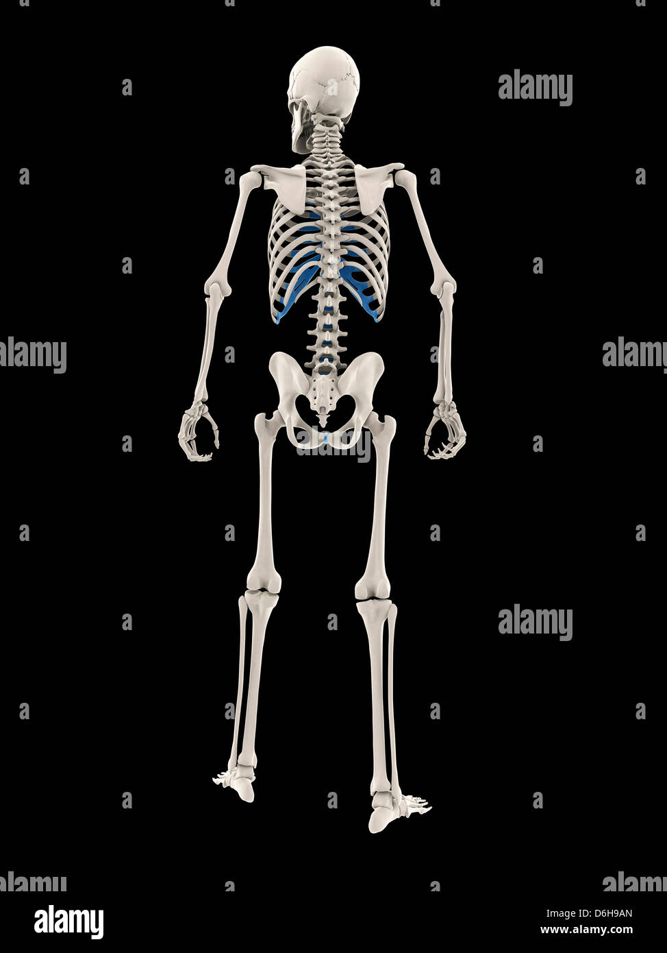 Male skeleton, artwork Stock Photo - Alamy