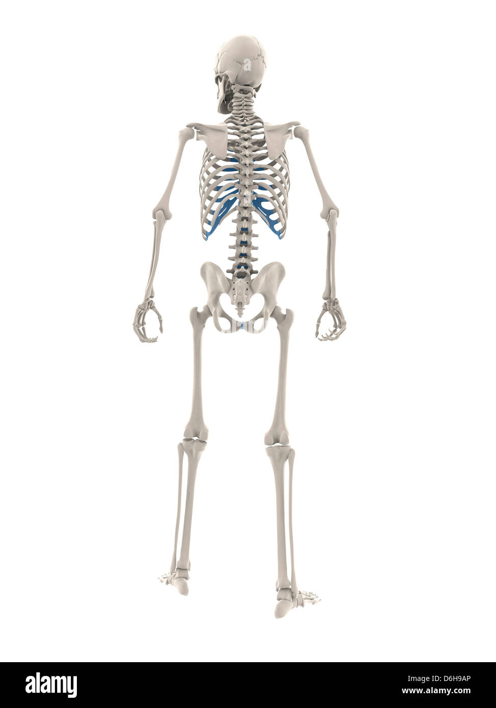 Male skeleton, artwork Stock Photo - Alamy