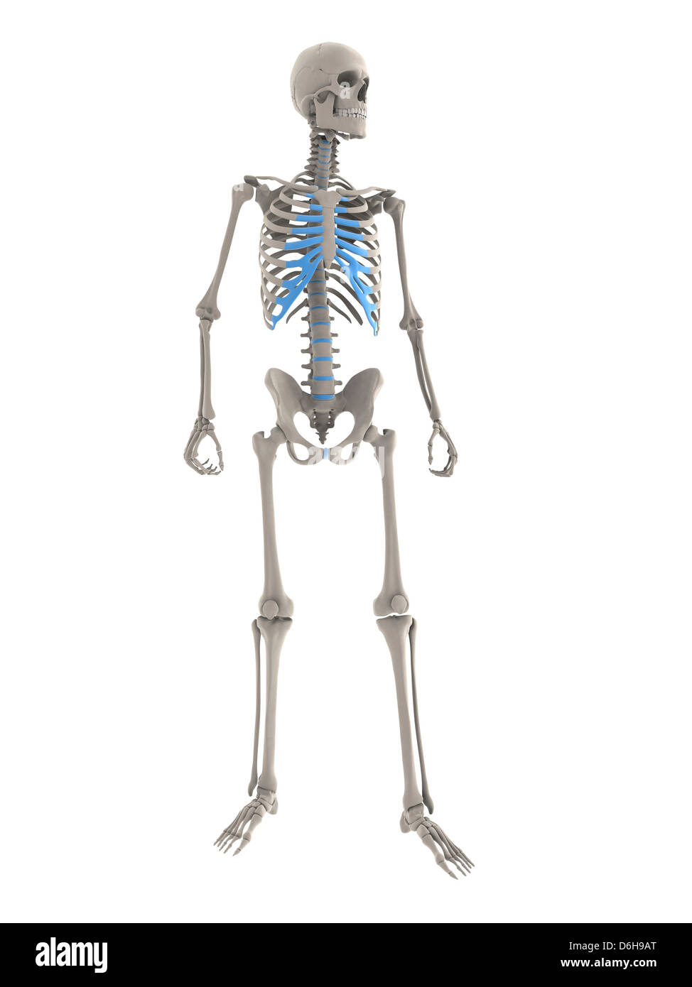 Male skeleton, artwork Stock Photo - Alamy