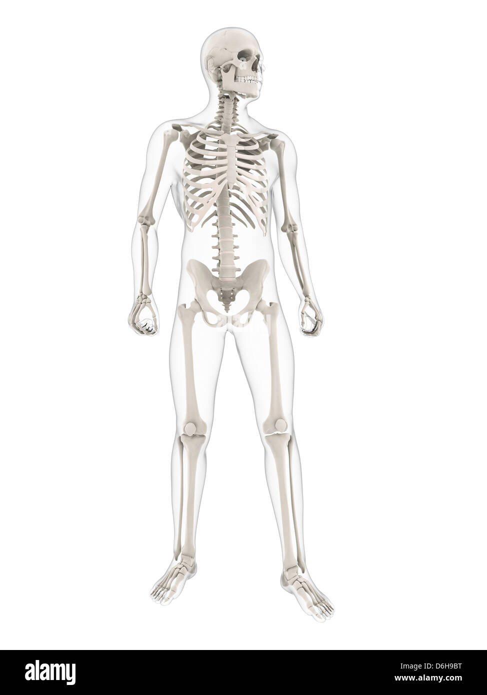 Male skeleton, artwork Stock Photo - Alamy