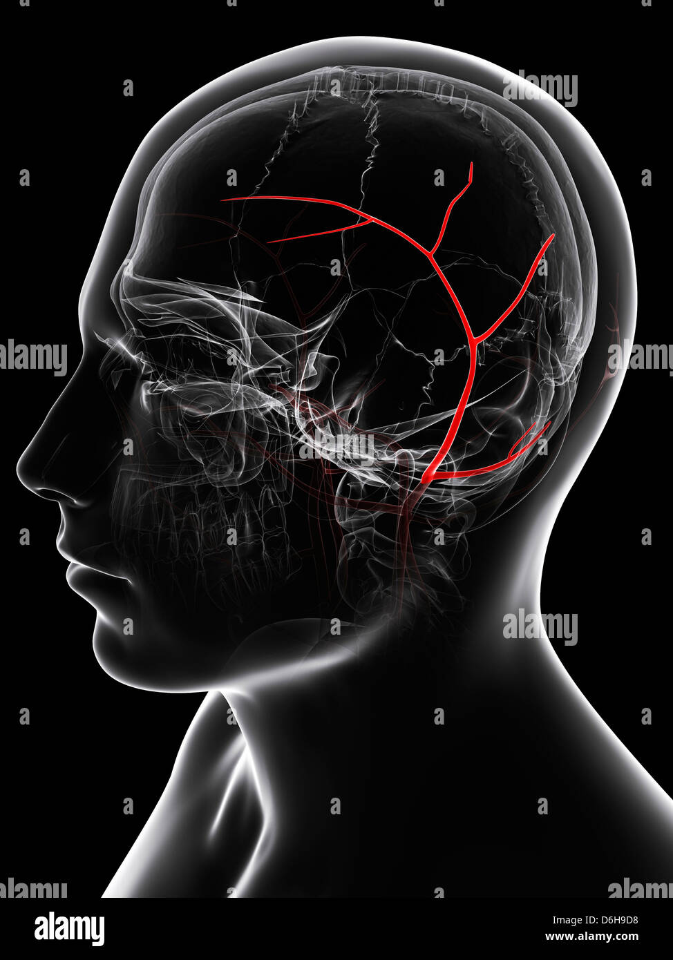 Temporal artery, artwork Stock Photo - Alamy