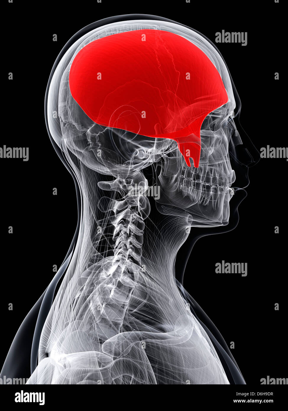 Head muscle, artwork Stock Photo - Alamy