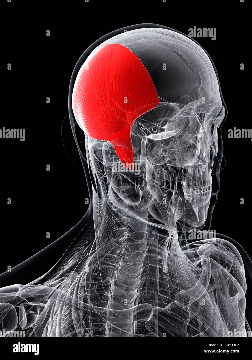 Head muscle, artwork Stock Photo - Alamy