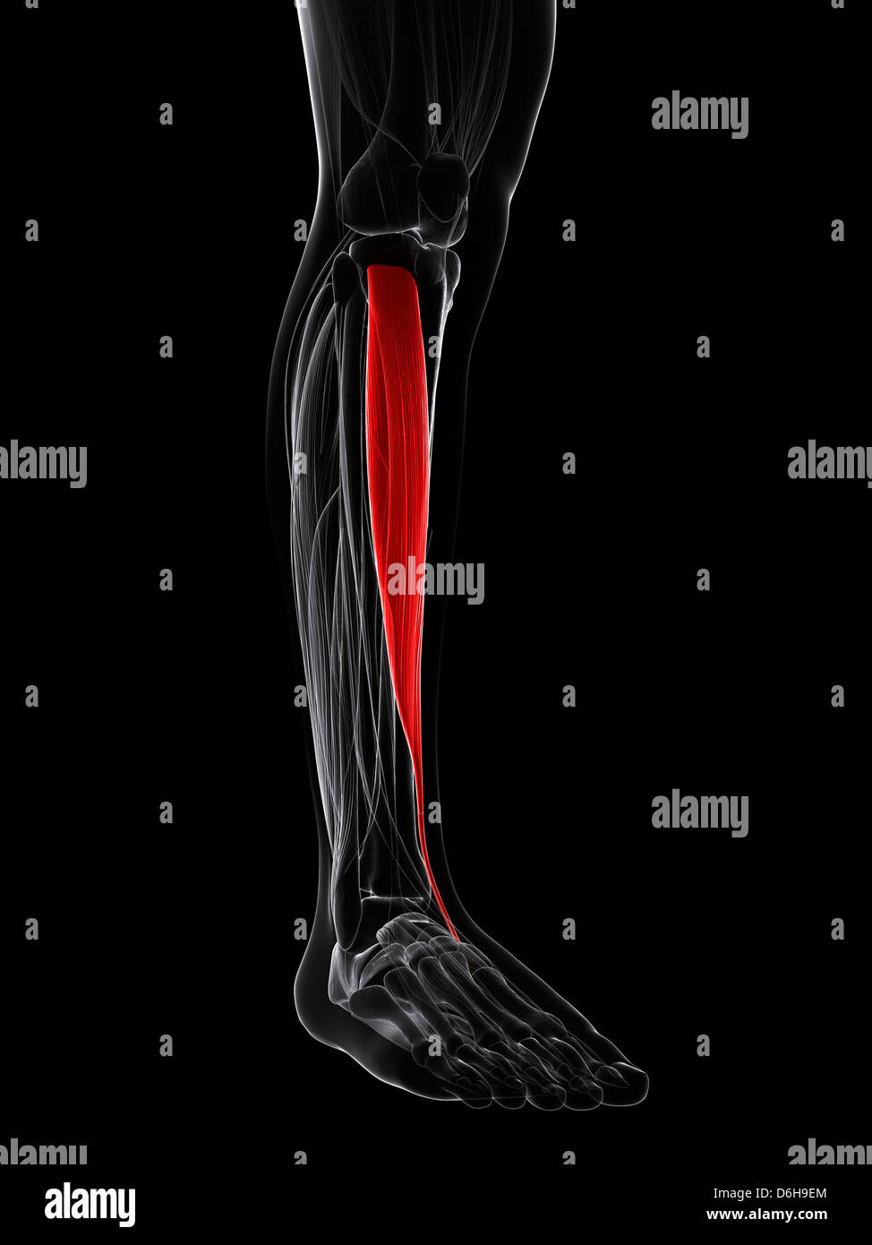 Anterior Tibialis Muscle High Resolution Stock Photography and Images ...