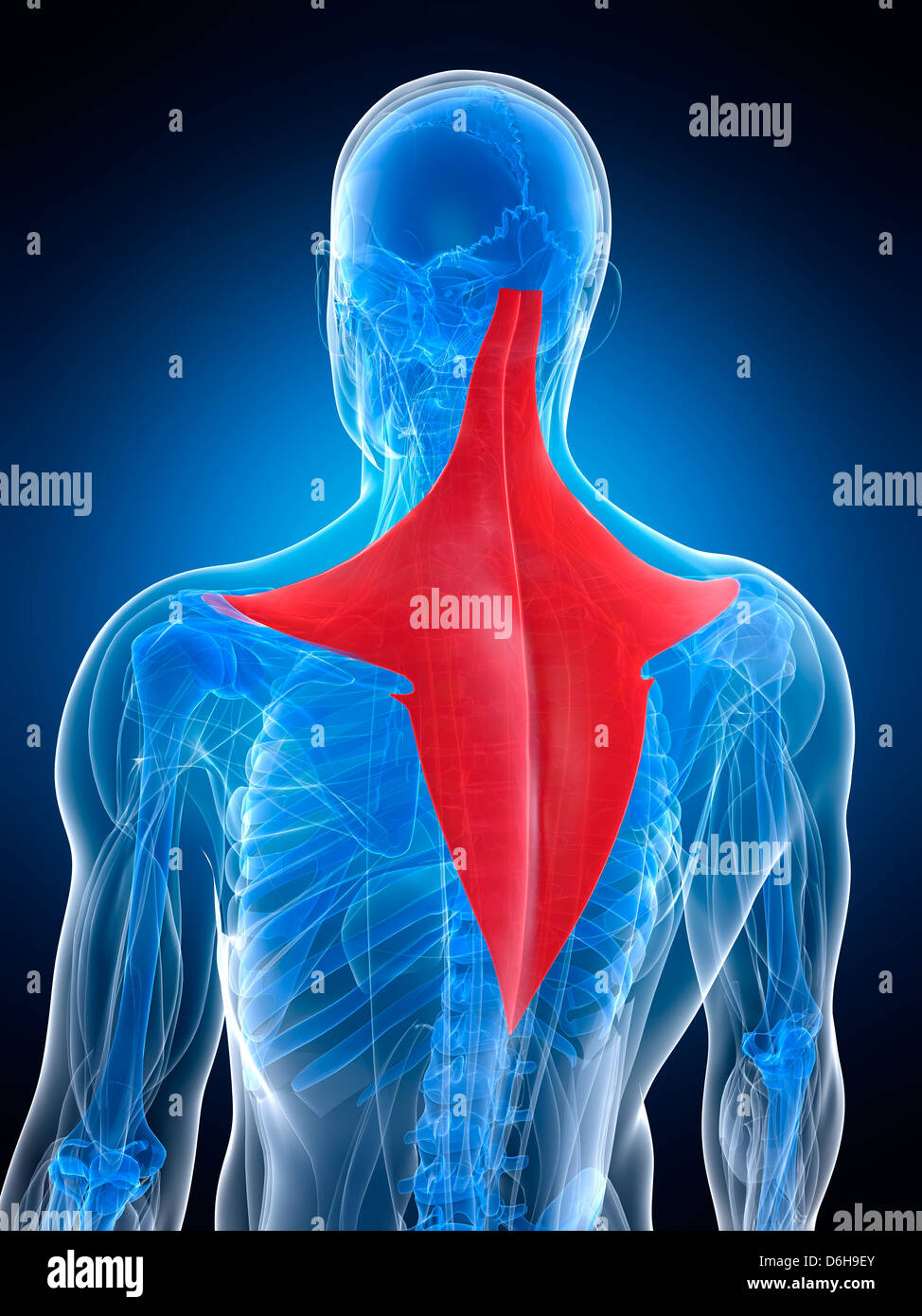 Trapezius muscle artwork hi-res stock photography and images - Alamy