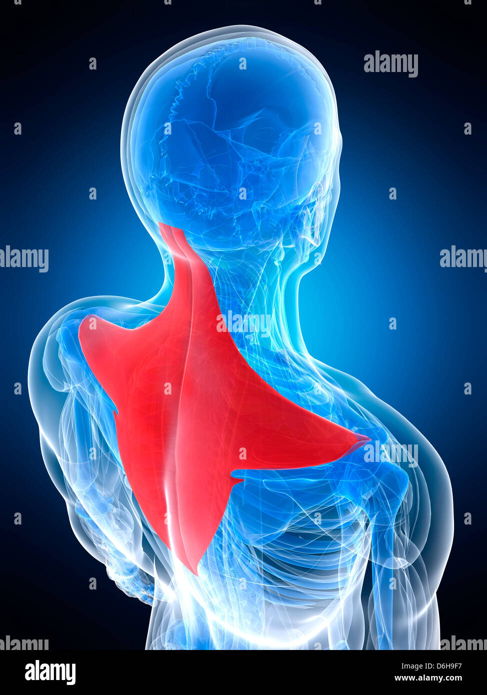 Back muscle, artwork Stock Photo - Alamy