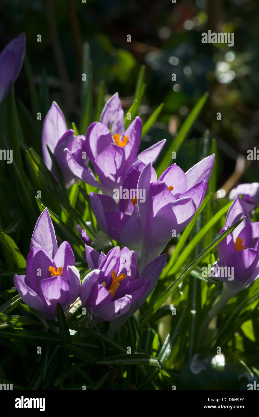 Group of blue crocus flowers in strong directional light Stock Photo ...