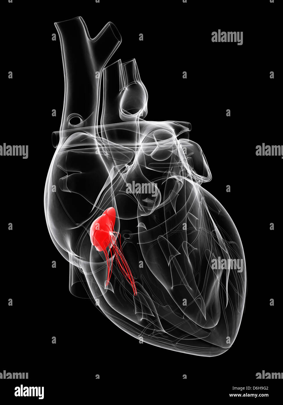 Heart valve, artwork Stock Photo - Alamy