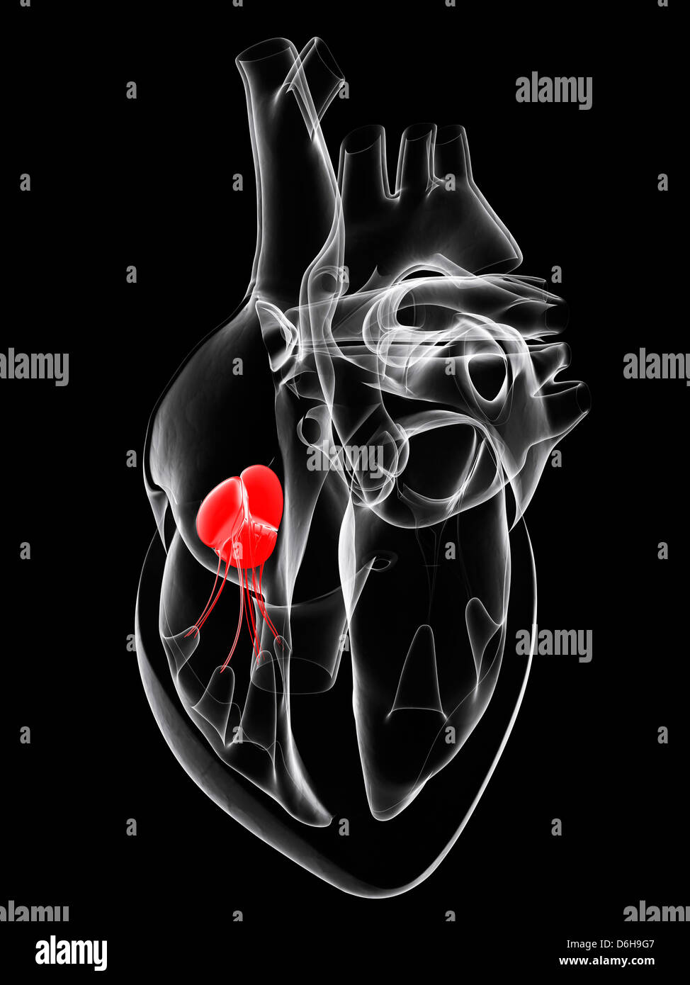 Heart valve, artwork Stock Photo - Alamy
