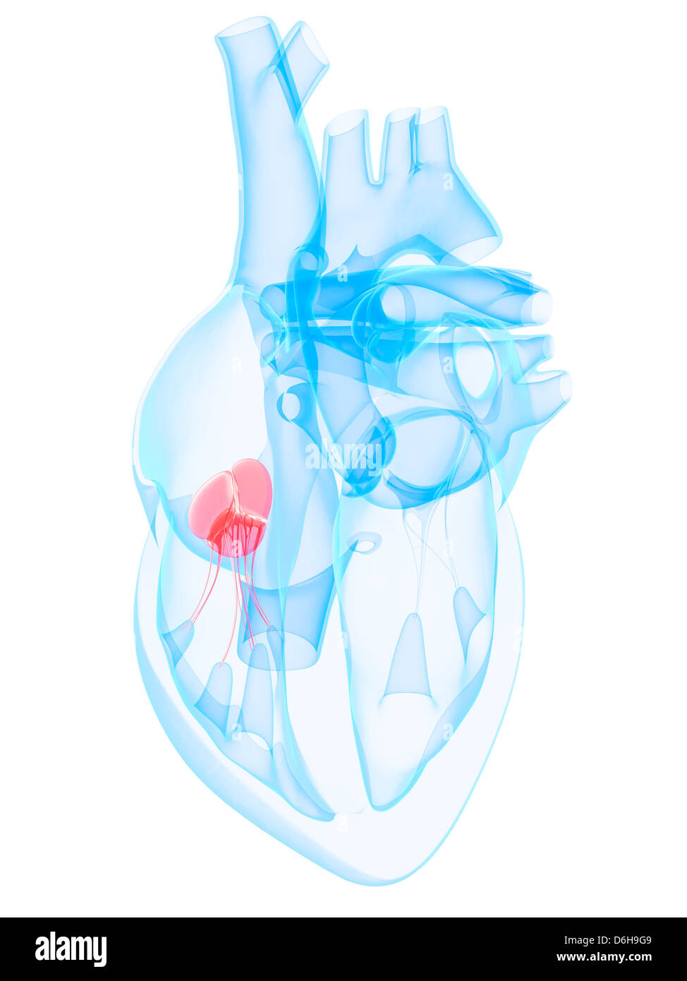 Heart valve, artwork Stock Photo - Alamy