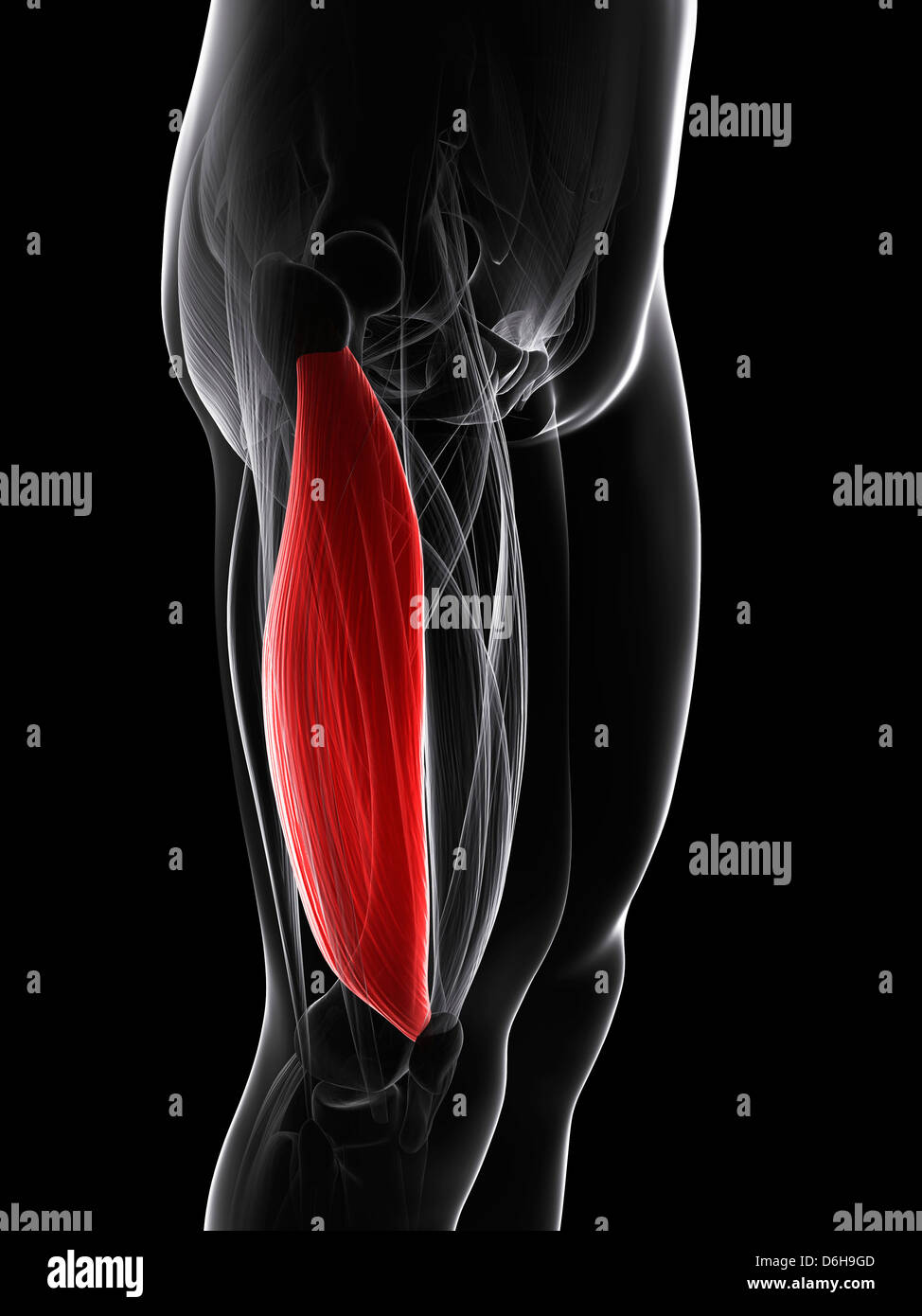 Thigh muscle, artwork Stock Photo - Alamy