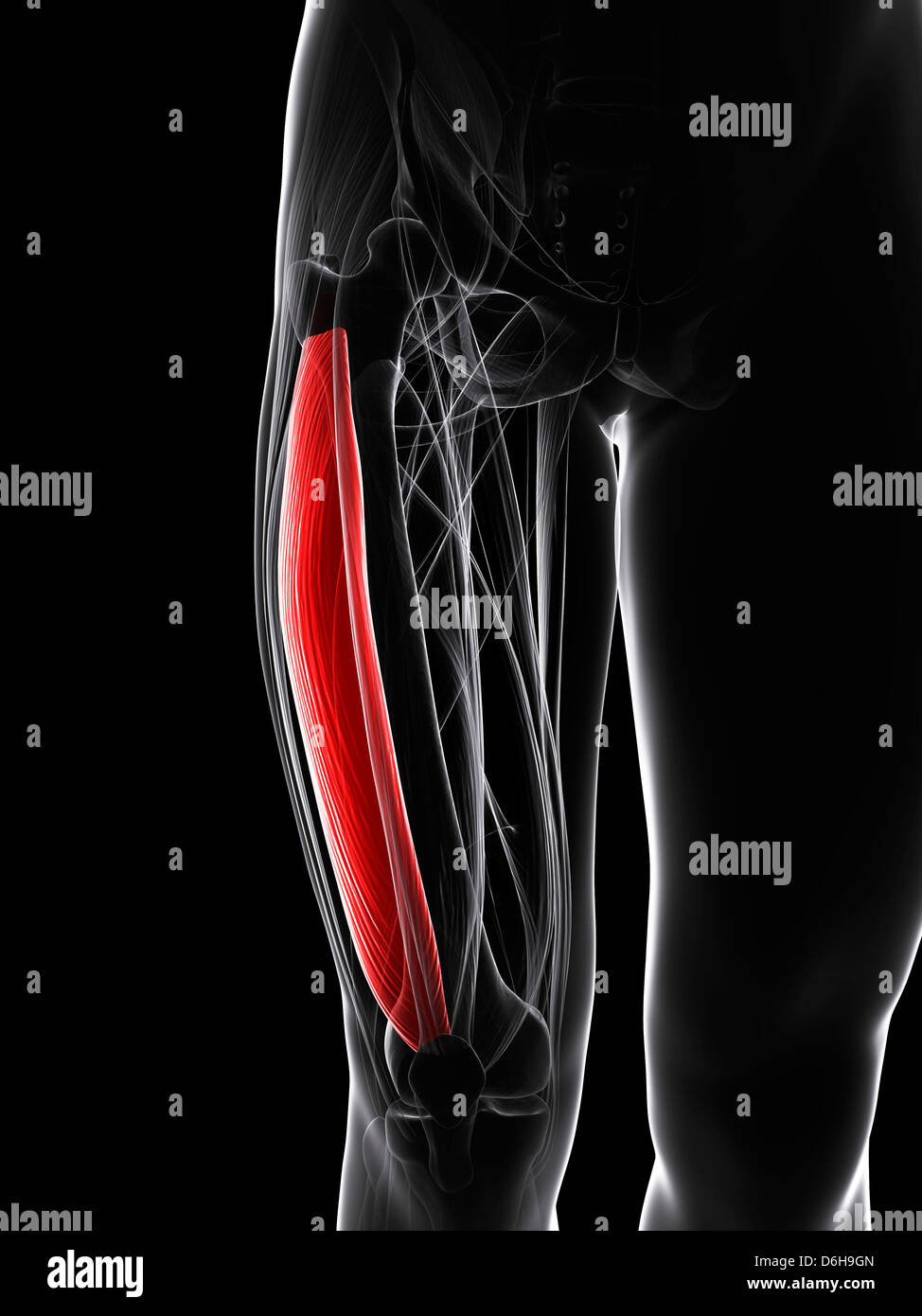 Leg muscle fibre hi-res stock photography and images - Alamy