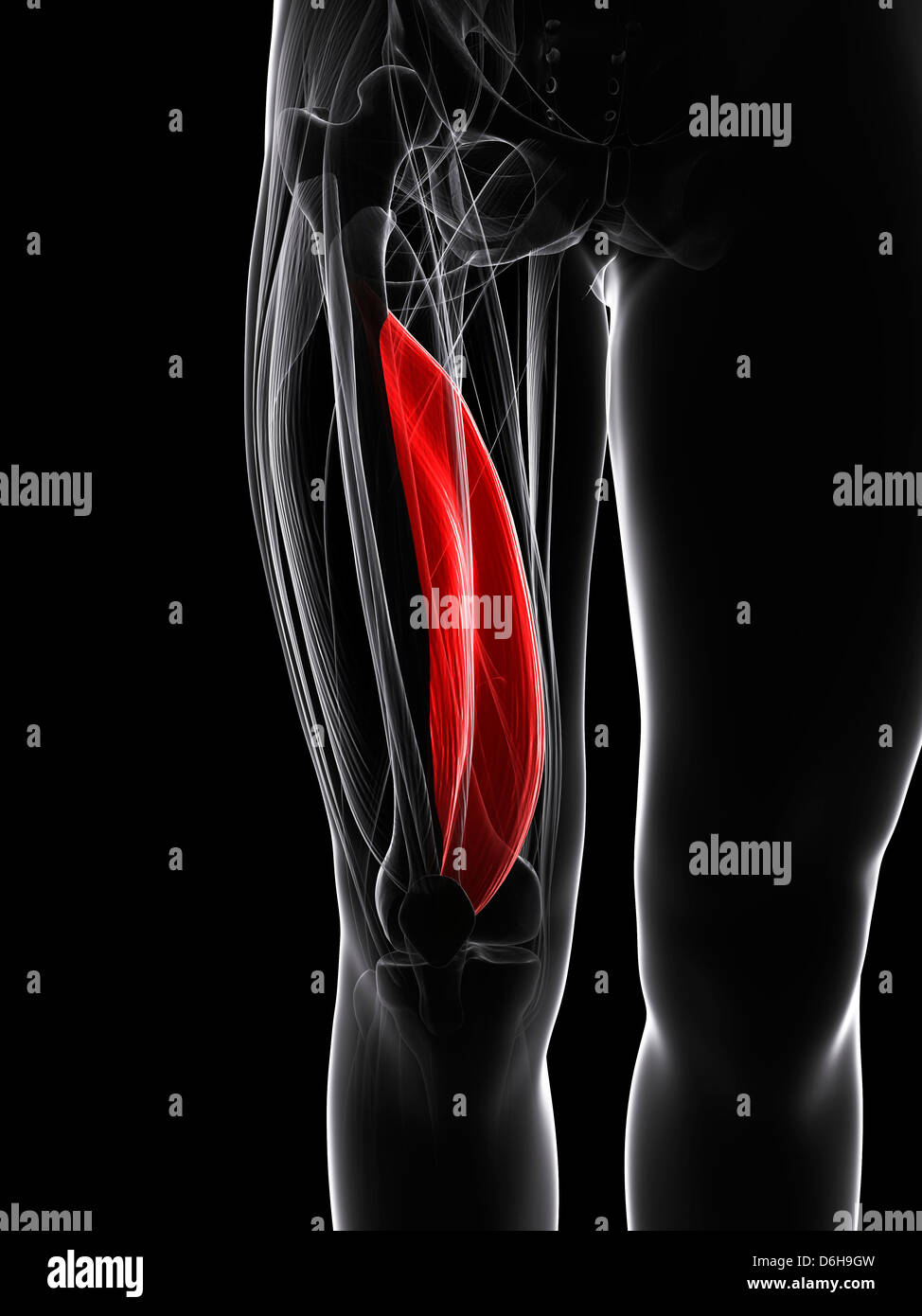 Thigh muscle, artwork Stock Photo - Alamy