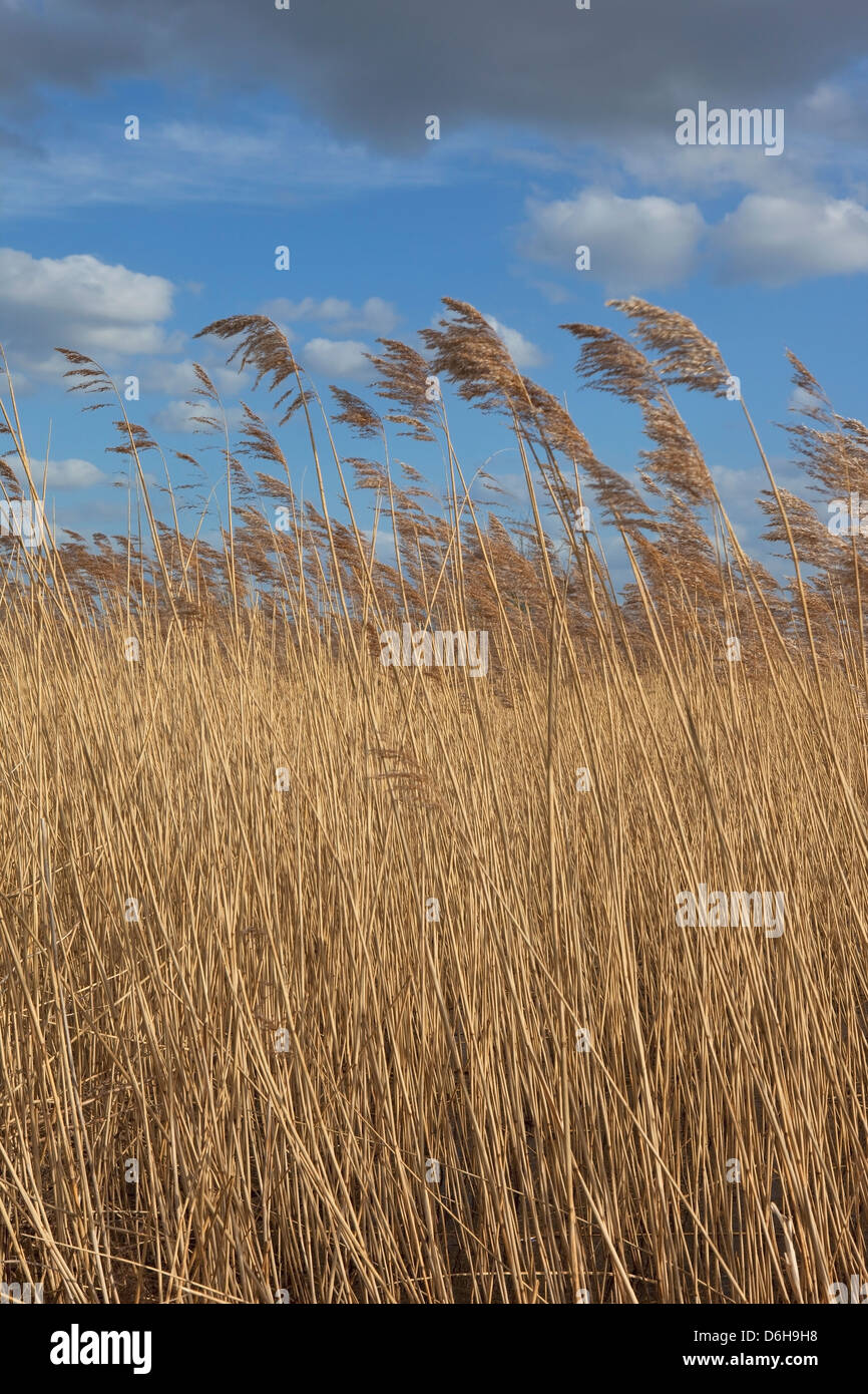 Golden reed bed background image with feathery seed-heads under a blue ...