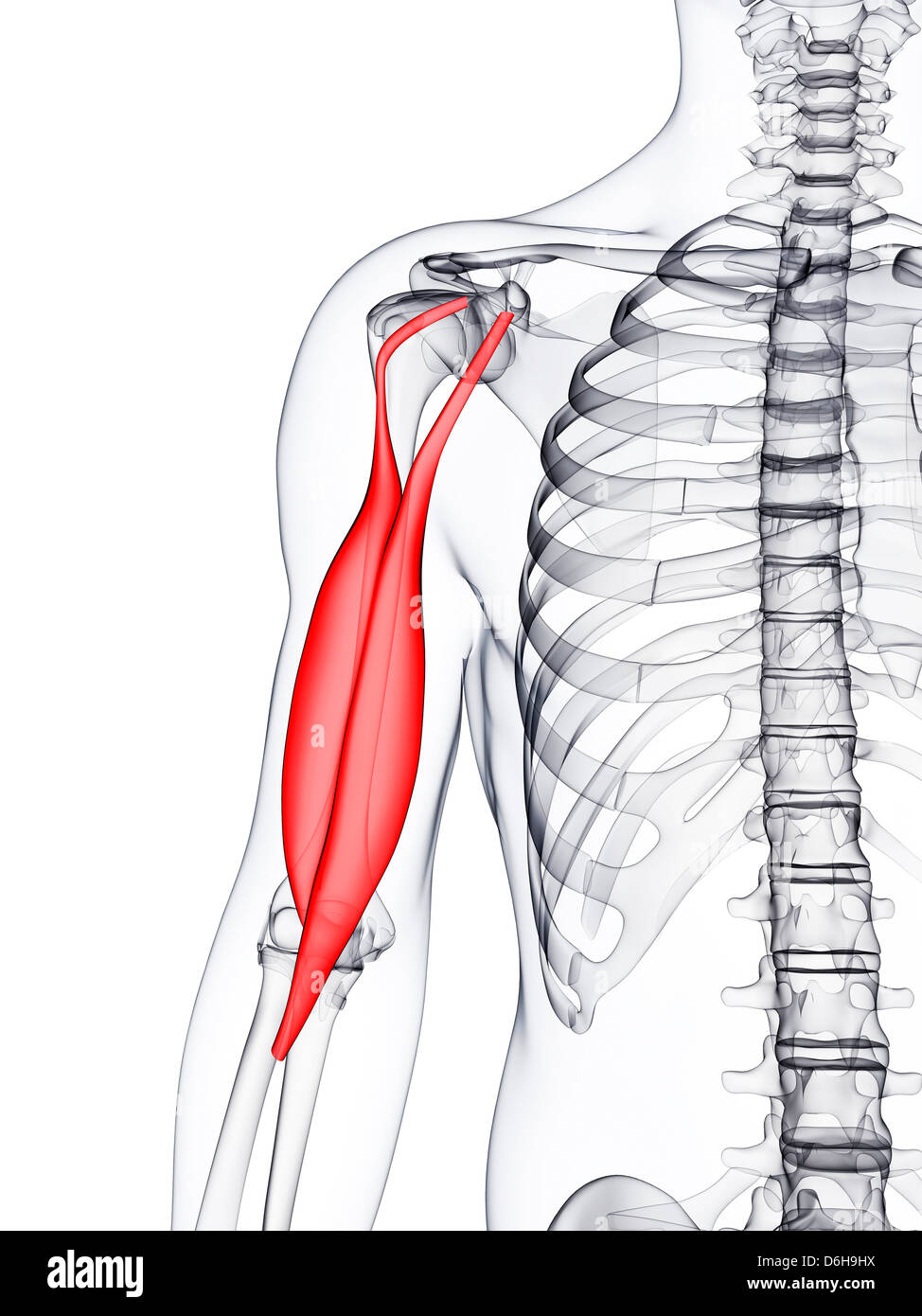 Arm muscle, artwork Stock Photo - Alamy