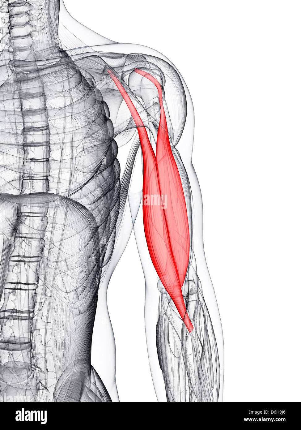 Arm muscle, artwork Stock Photo - Alamy