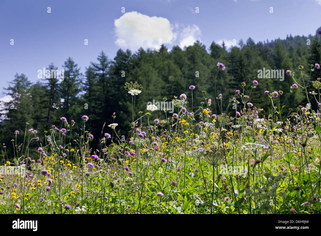 Wild alpine flowers in a meadow in Switzerland Stock Photo - Alamy